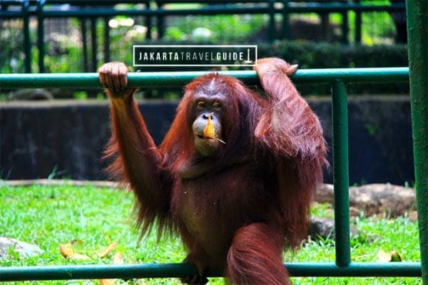 Visiting Ragunan Zoo in Jakarta